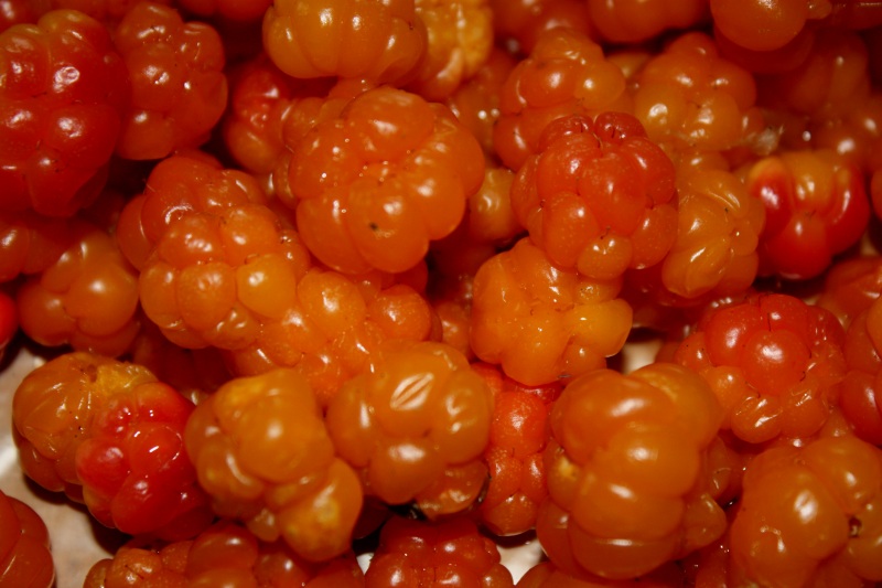 Multebær-havtorn kompot | Mad på Nybygget